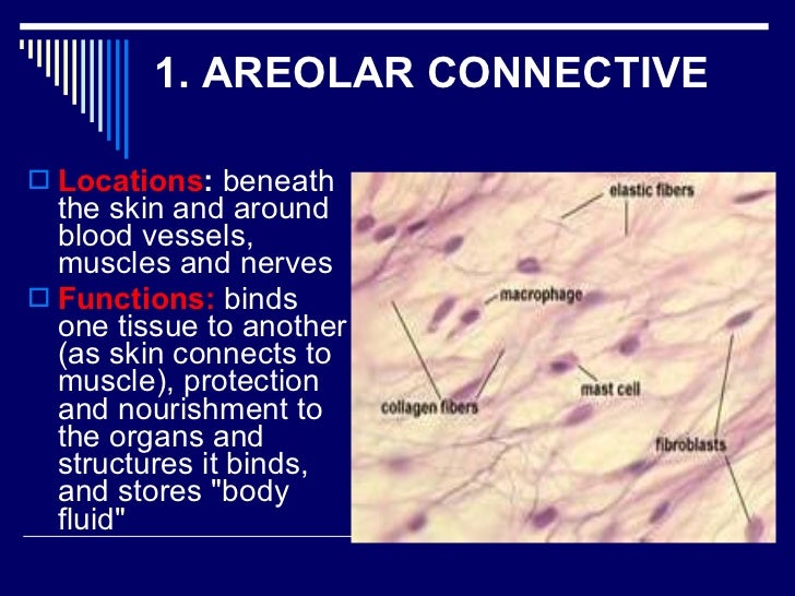 Chapter 6 connective Tissue 2 chapter-6-connective-tissue-2