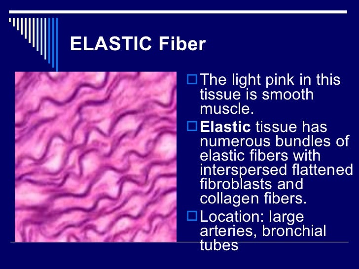 Chapter Nnective Tissue 2