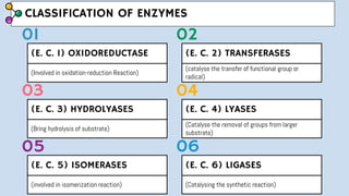Enzyme | PPTX