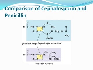Chapter 6 inhibitors of cell wall synthesis | PPTX