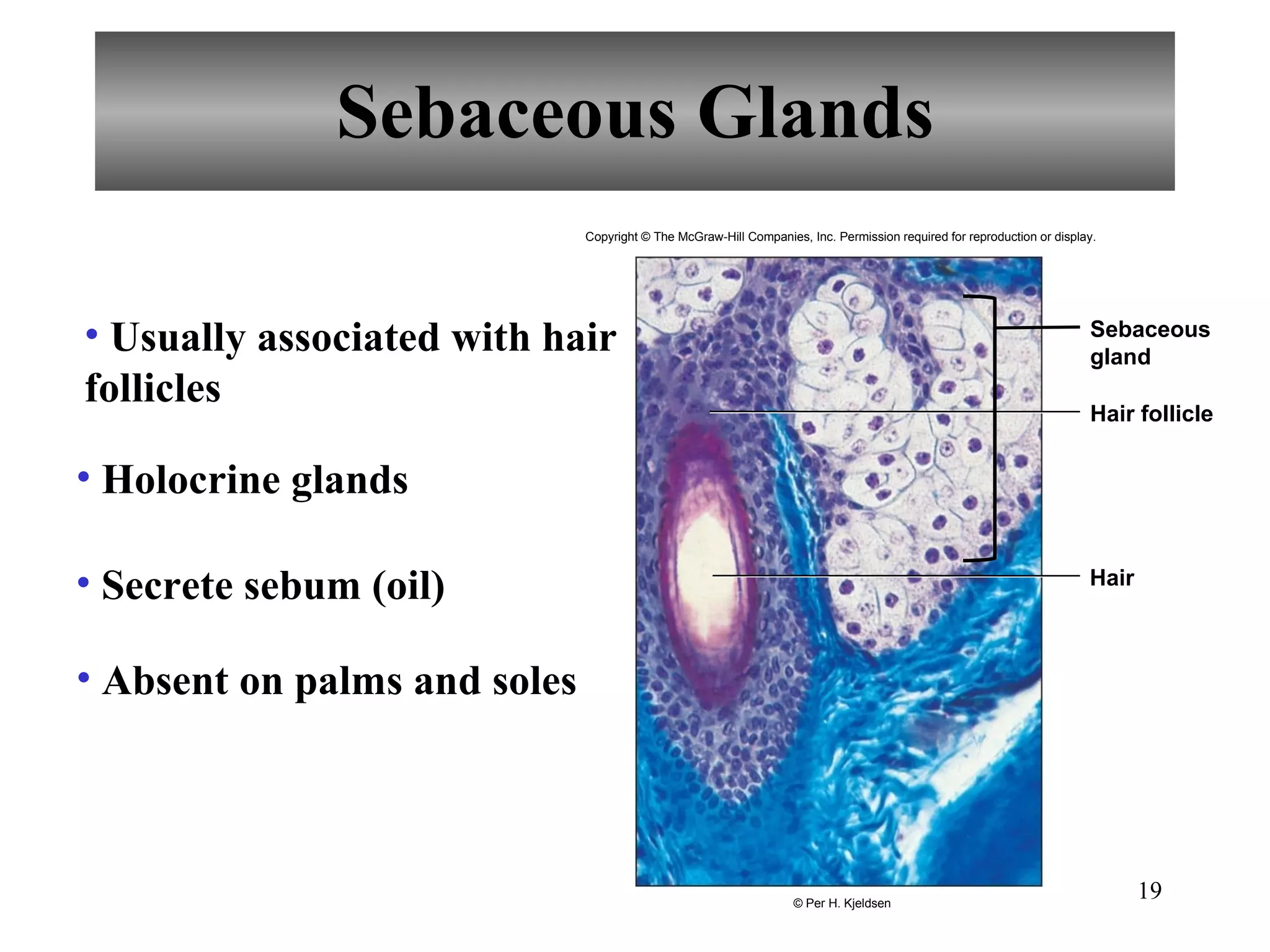 Chapter 6 integumentary system | PPT