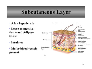 Chapter 6 integumentary system | PPT