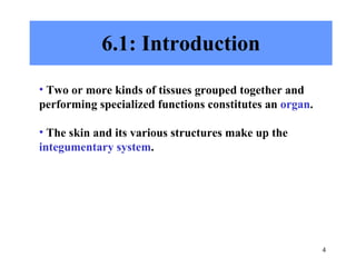 Chapter 6 integumentary system | PPT