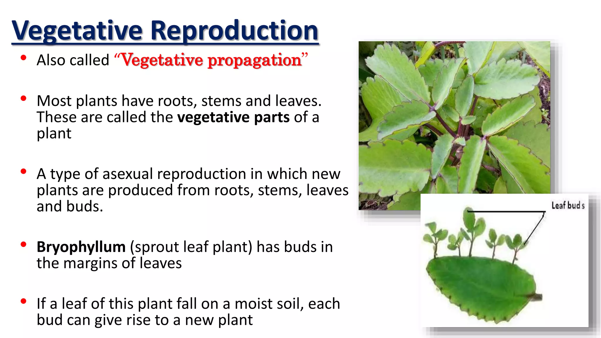 LIFE CYCLE AND REPRODUCTIVE STRUCTURES | PPTX | Infertility ...