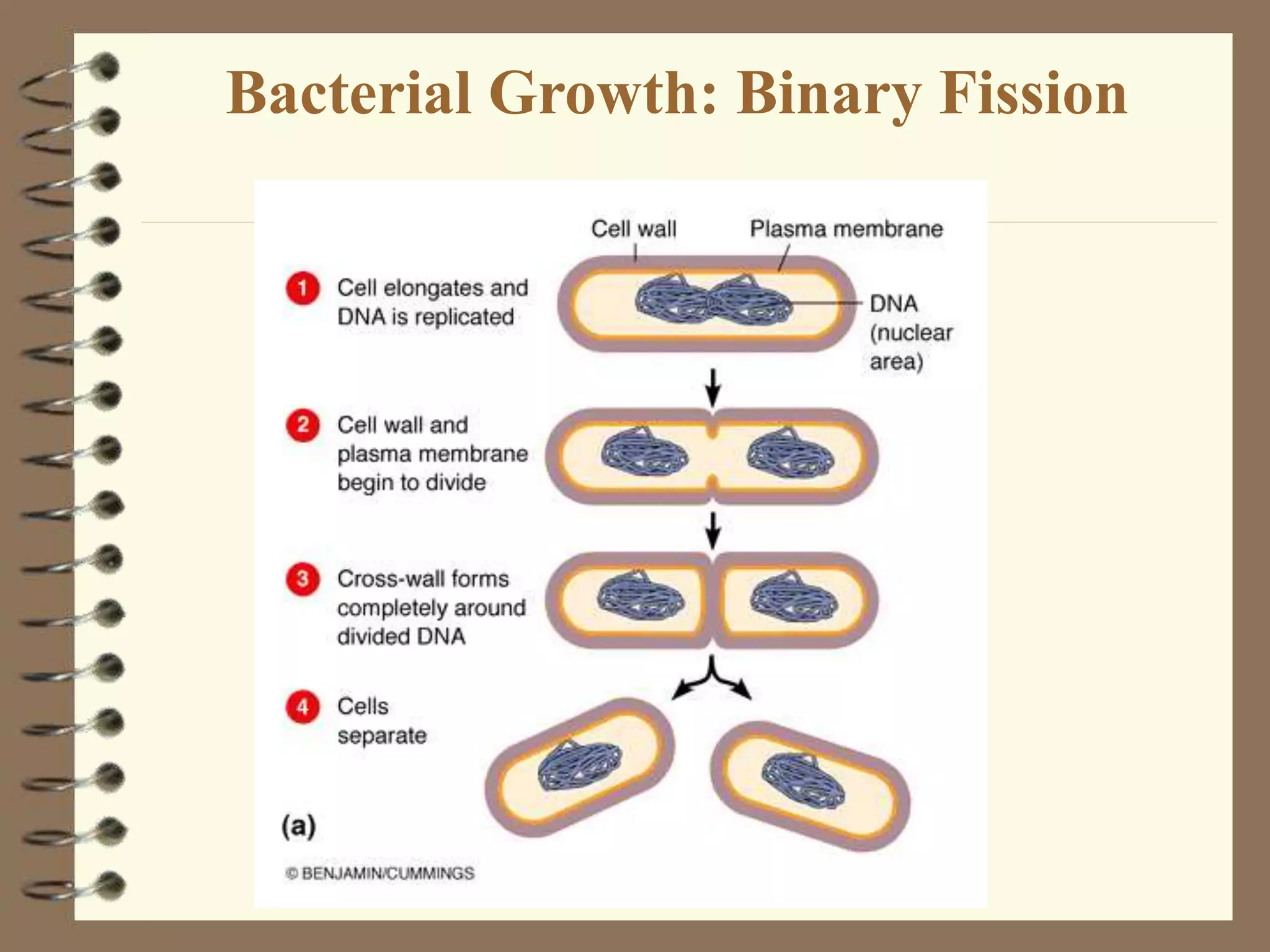 Chapter 6 - Microbial Growth.ppt