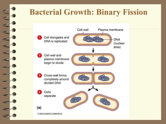Chapter 6 - Microbial Growth.ppt | Biological Sciences | Science