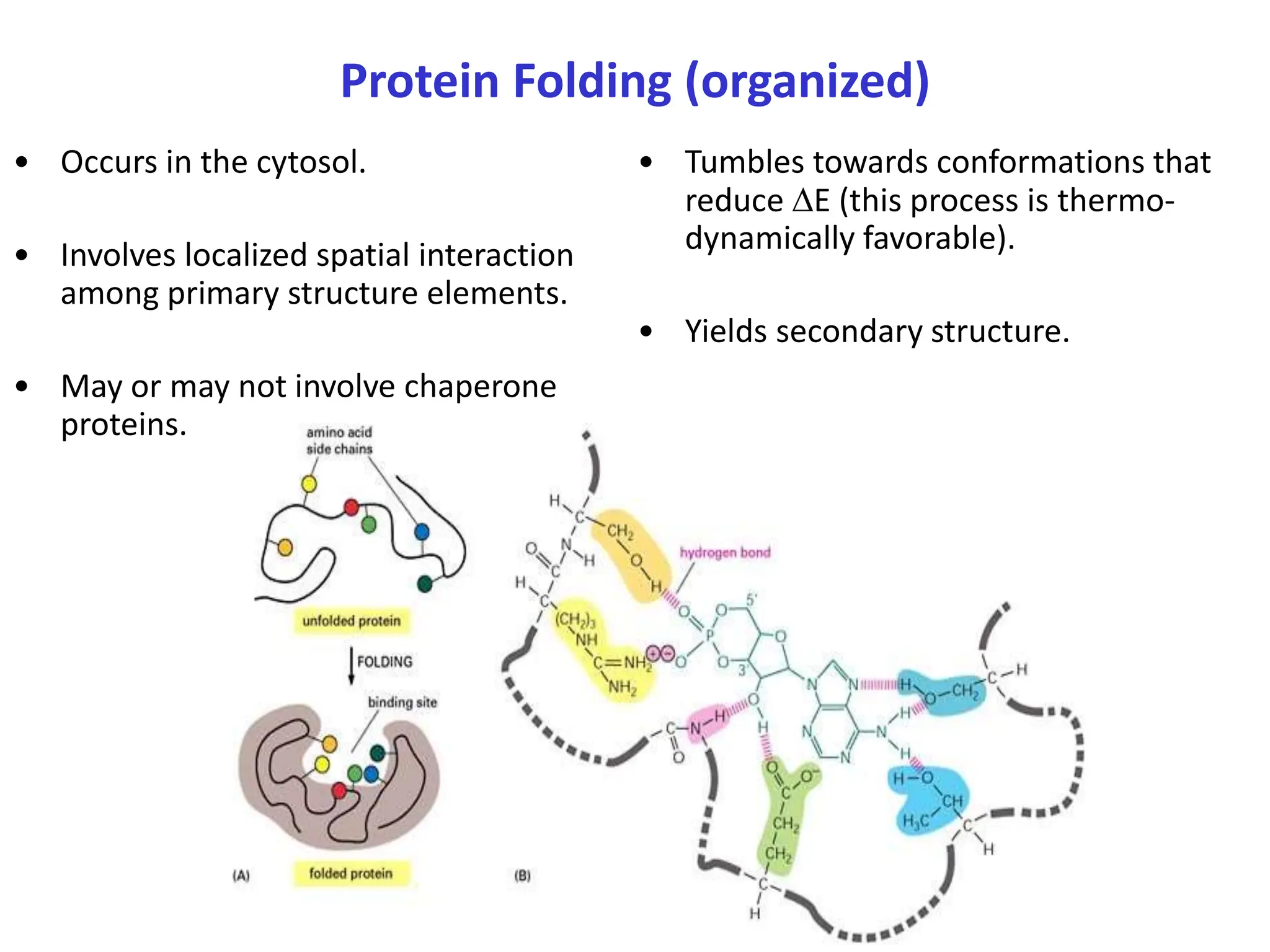 Chapter 6 - Proteins Biochemistry -1- (1) (1).pptx