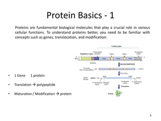 Chapter 6 - Proteins Biochemistry -1- (1) (1).pptx