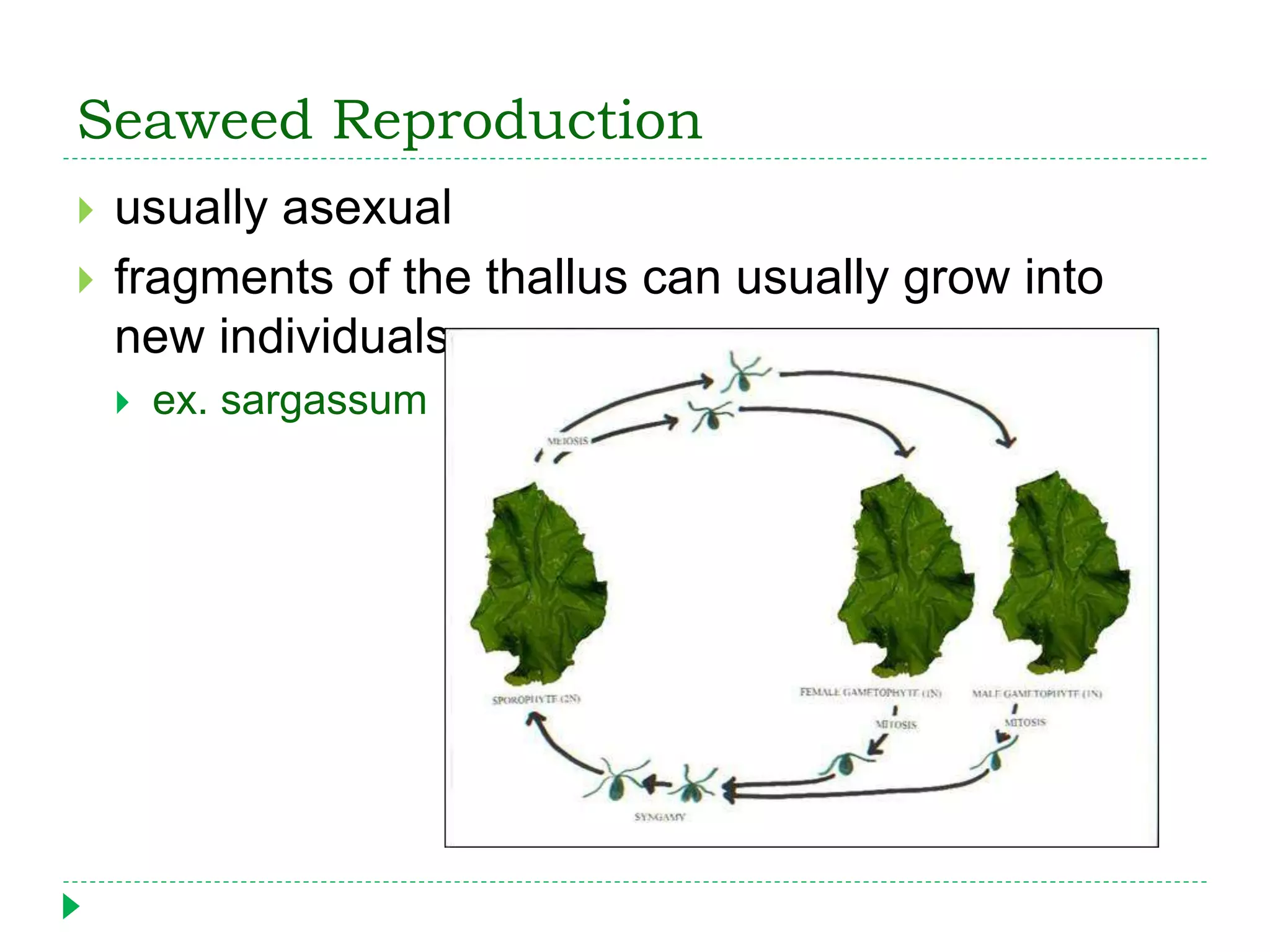 Chapter 6 - Seaweed | PPTX