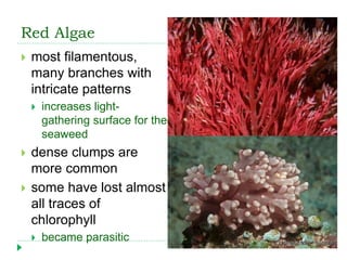 Red Algae Slide