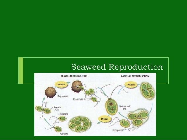 Chapter 6 Seaweed