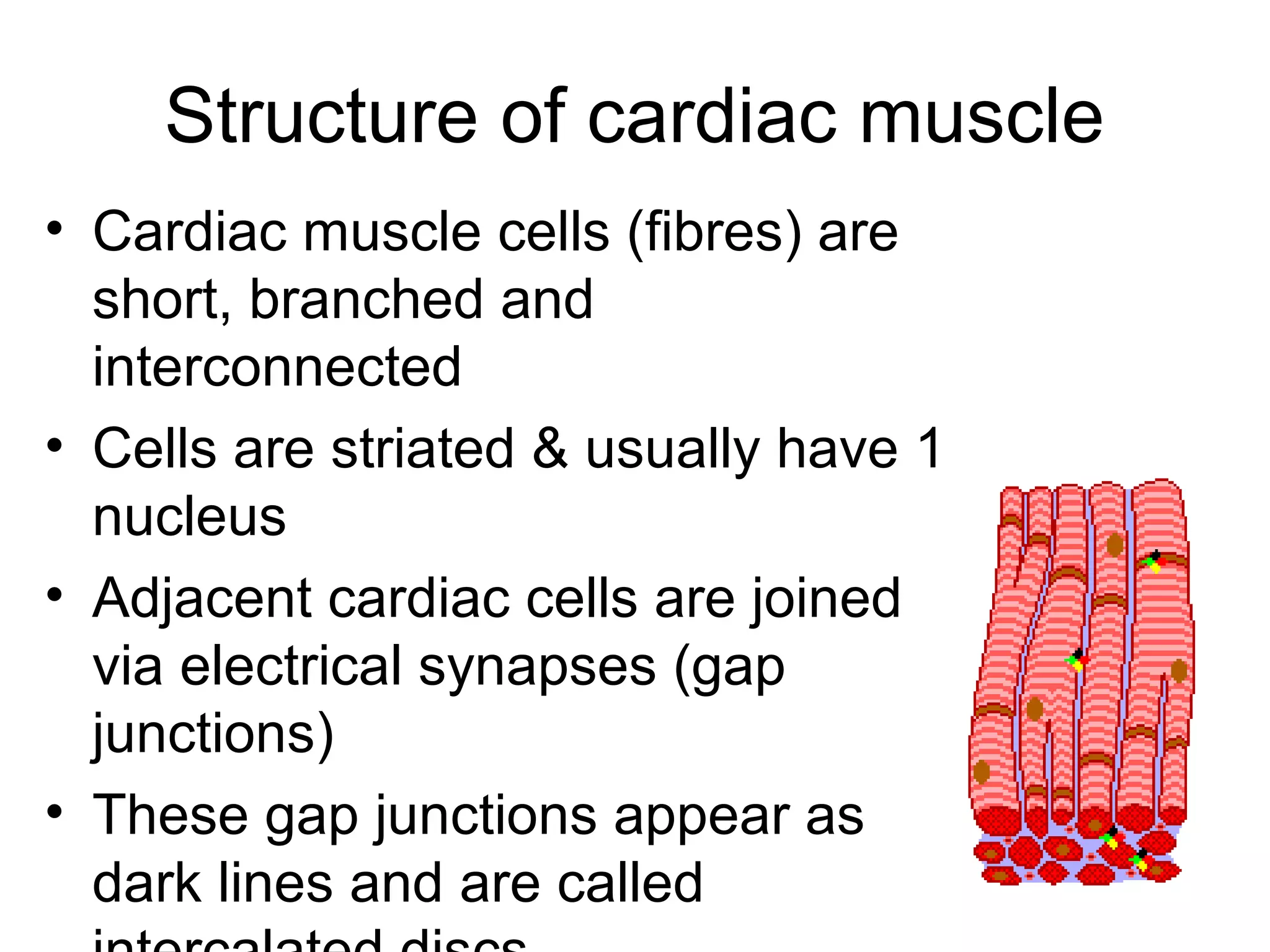 Chapter 6 - The Muscular System | PPT