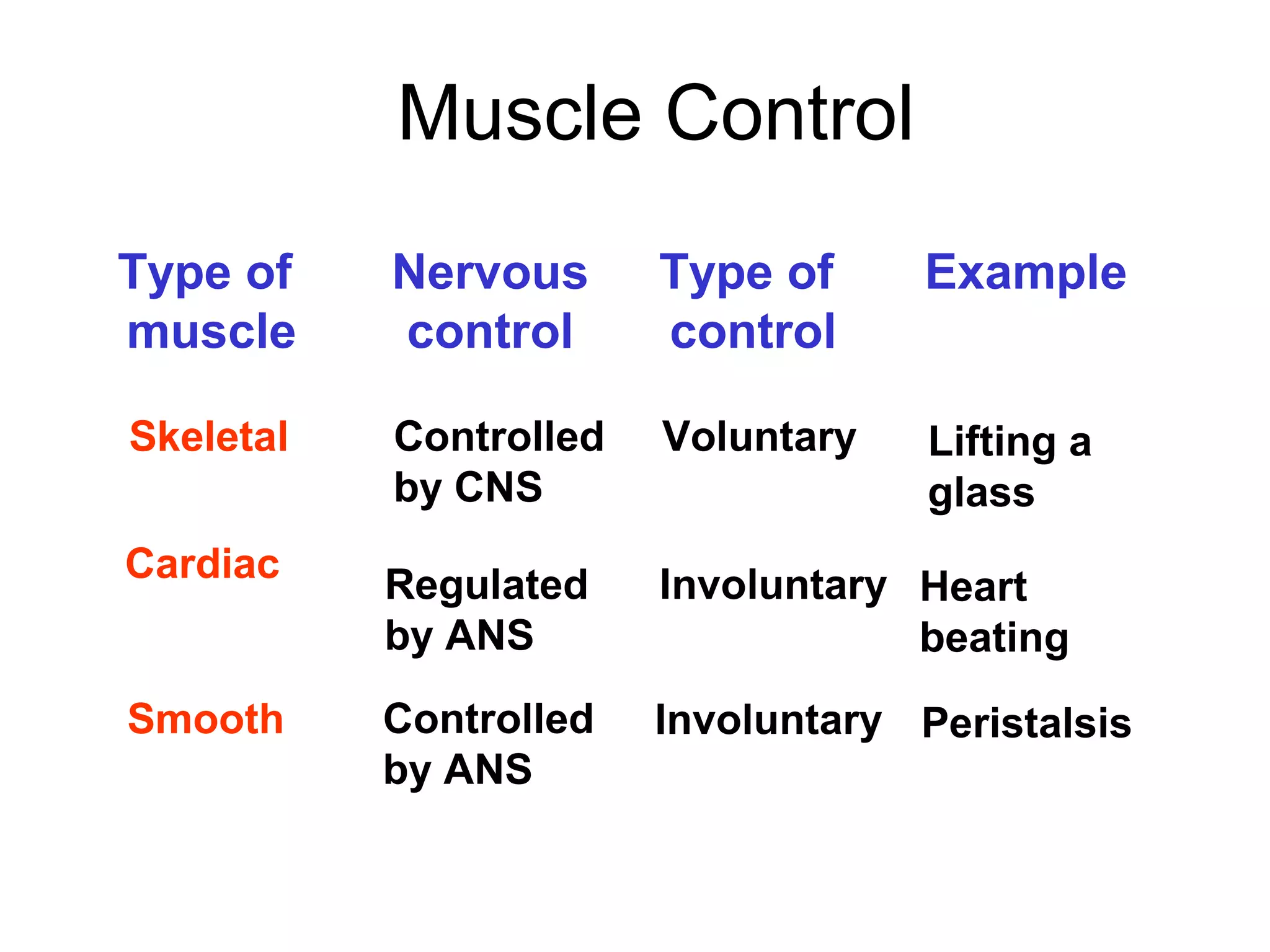 Chapter 6 - The Muscular System | PPT