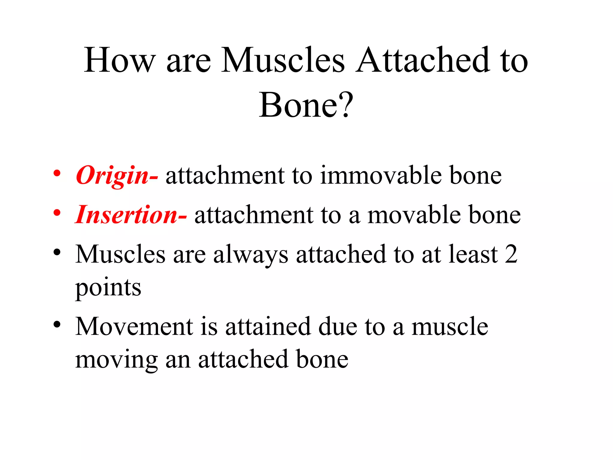 Chapter 6 - The Muscular System | PPT