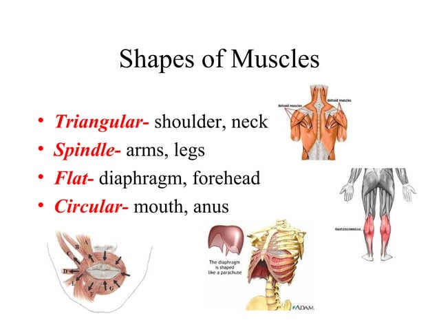 Chapter 6 - The Muscular System | PPT | Free Download