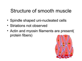 Chapter 6 - The Muscular System | PPT