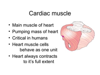 Chapter 6 - The Muscular System | PPT