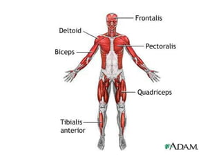 Chapter 6 The Muscular System