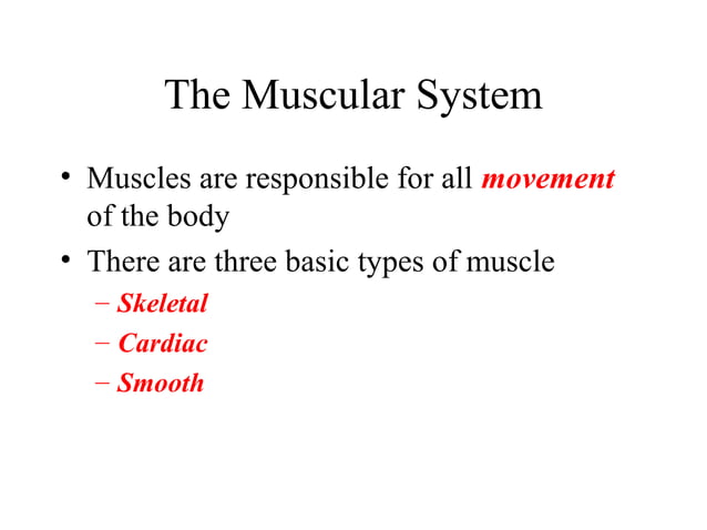 Chapter 6 - The Muscular System | PPT