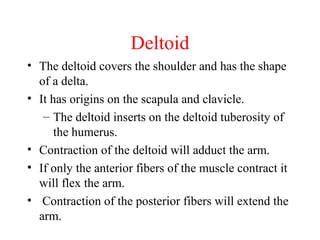 Chapter 6 - The Muscular System | PPT