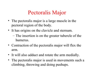 Chapter 6 - The Muscular System | PPT