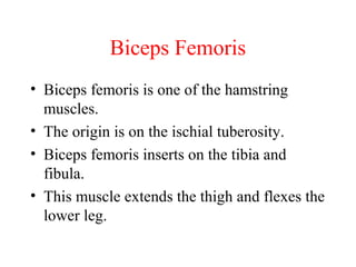 Chapter 6 - The Muscular System | PPT
