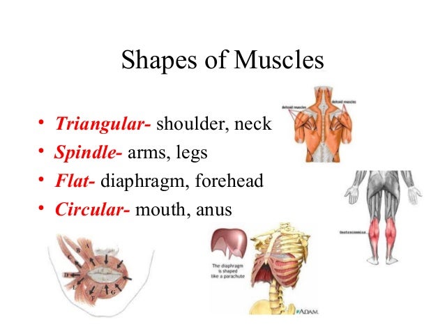 Chapter 6 - The Muscular System