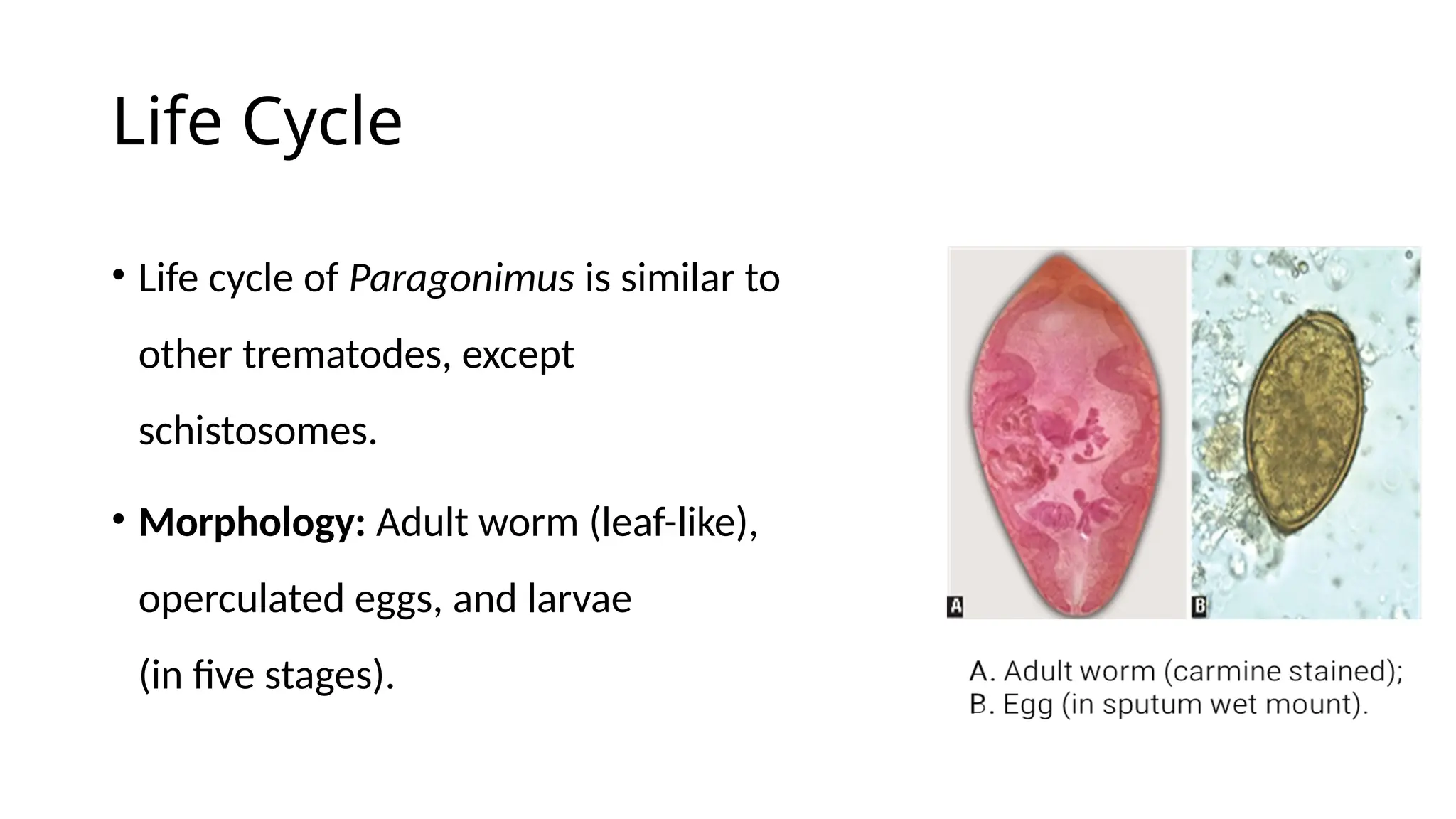 chapter 69 - Parasitic and Fungal Infections of respiratory tract.pptx