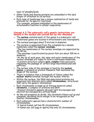 Chapter6 Ap Bionotes A Tour Of The Cell | PDF
