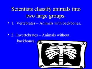 classifying animals | PPT | Biological Sciences | Science