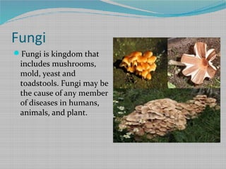 Chapter 6 biodiversity of old forest | PPT