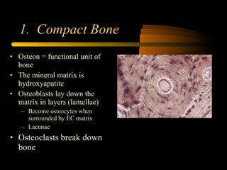 Chapter6 bonesmarieb | PPT