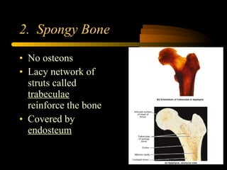 Chapter6 bonesmarieb | PPT