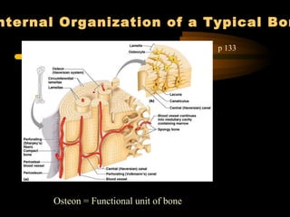 Chapter6 bonesmarieb | PPT