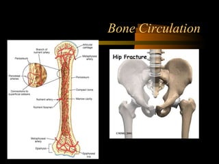 Chapter6 bonesmarieb | PPT | Death, Injury, or Military Conflict ...