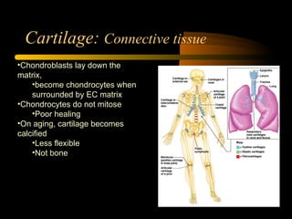Chapter6 bonesmarieb | PPT