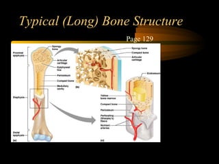 Chapter6 bonesmarieb | PPT | Death, Injury, or Military Conflict ...