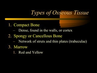 Chapter6 bonesmarieb | PPT