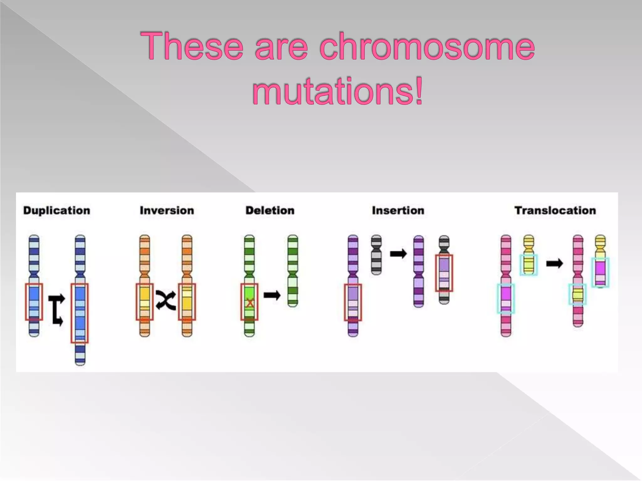 Chapter 6 (chromosome mutations) | PPT