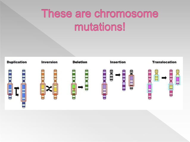 Chapter 6 (chromosome mutations) | PPT