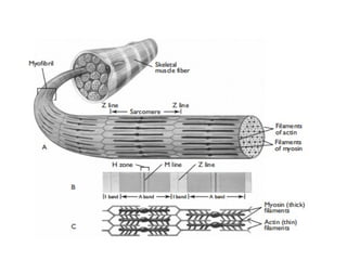 CHAPTER 6 copy.pptx biomechanics of skeleton muscle | PPTX