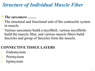 CHAPTER 6 copy.pptx biomechanics of skeleton muscle | PPTX