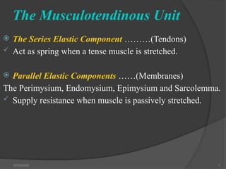 CHAPTER 6 copy.pptx biomechanics of skeleton muscle | PPTX