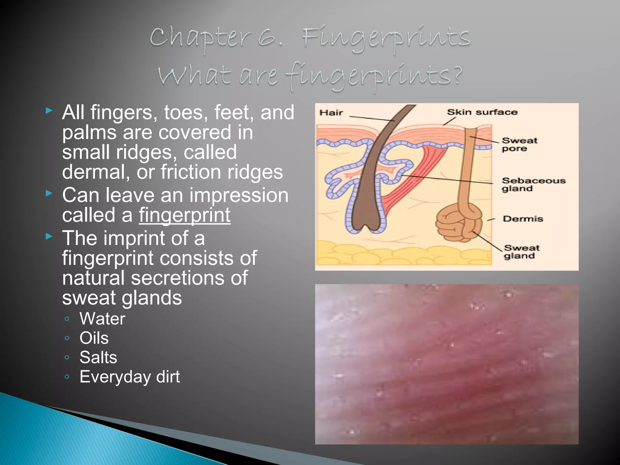Chapter 6 fingerprints power point | PPT