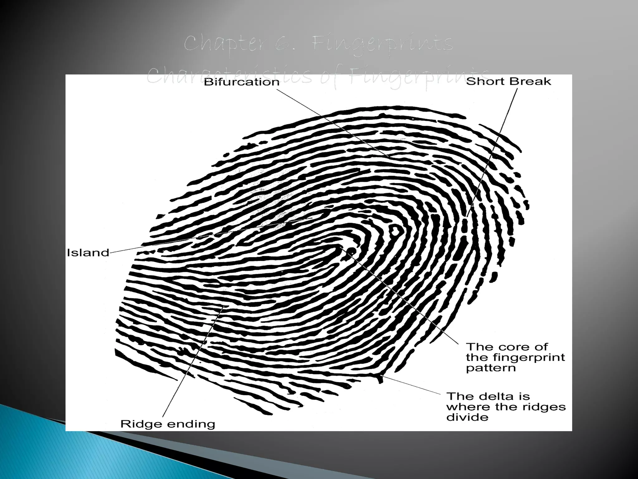 Chapter 6 fingerprints power point | PPT