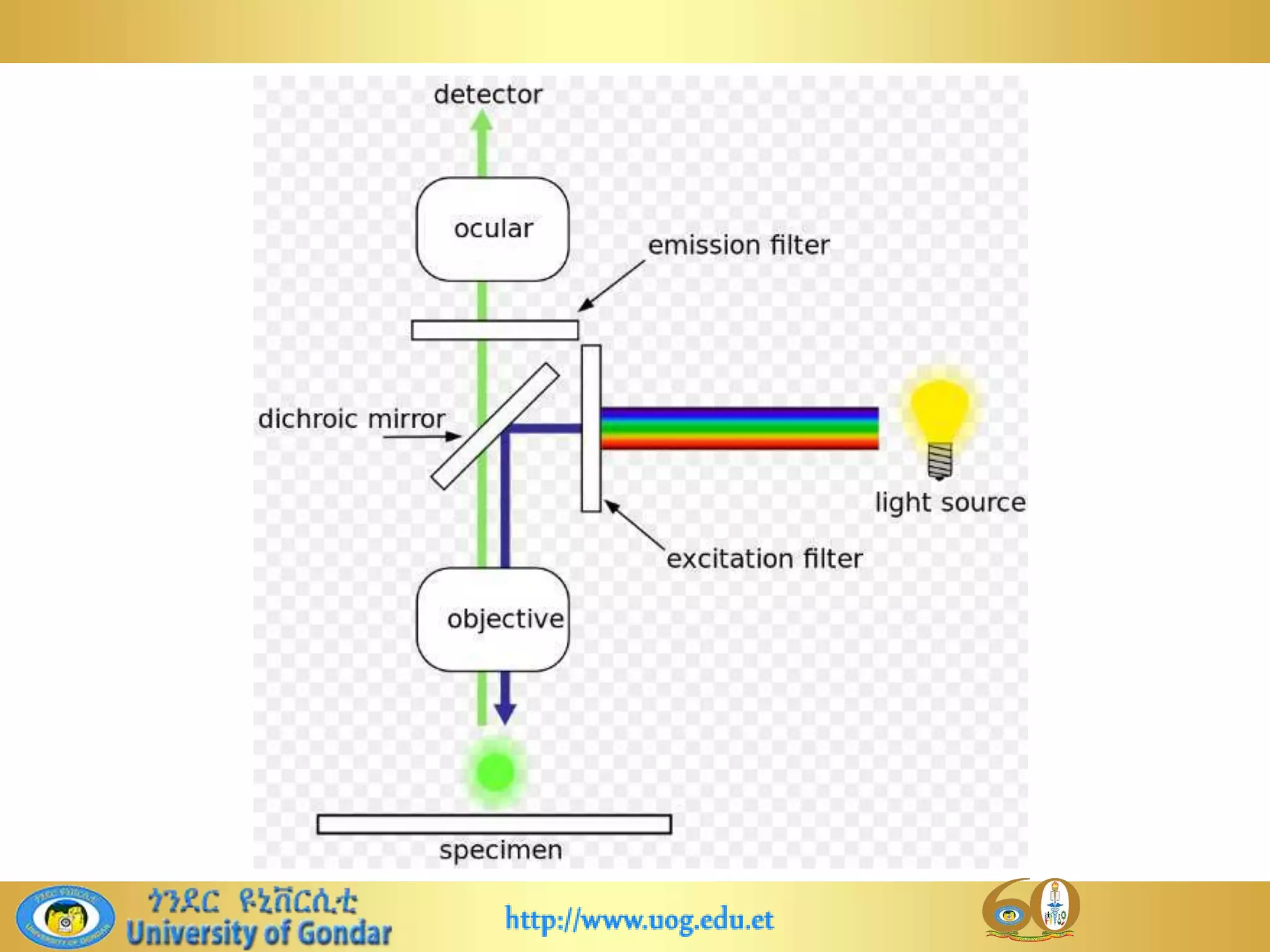 Chapter 6 Fluorescence Microscopy.ppt
