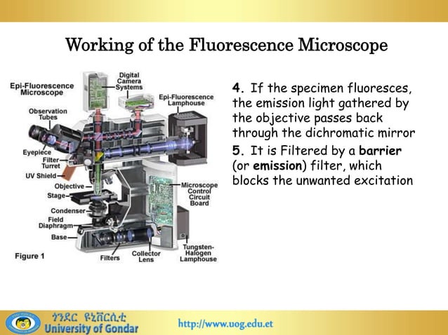 Chapter 6 Fluorescence Microscopy.ppt