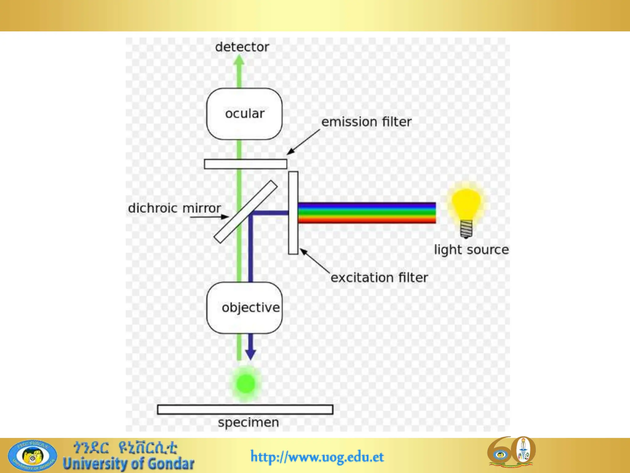 Chapter 6 Fluorescence Microscopy.ppt