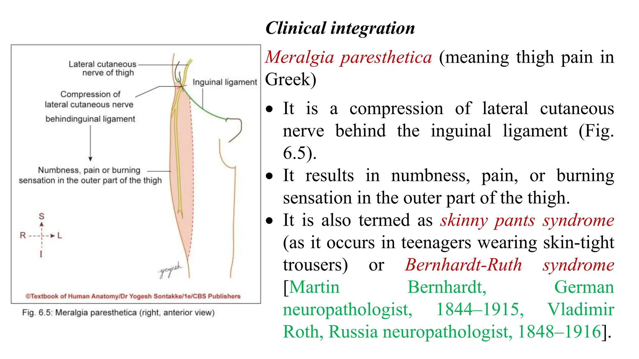 Chapter 6 Front of the thigh I Fascia and Muscles.pptx