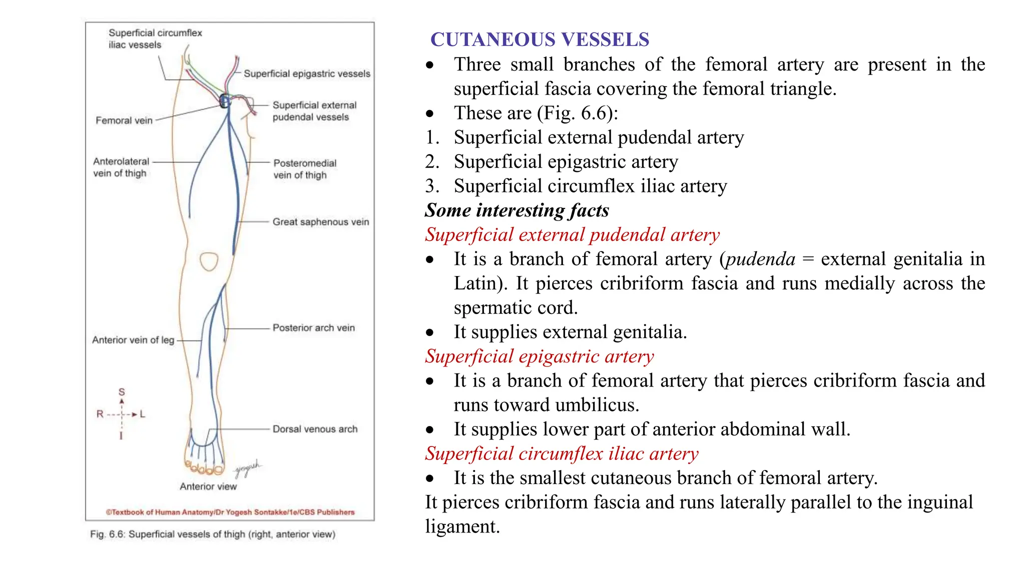 Chapter 6 Front of the thigh I Fascia and Muscles.pptx